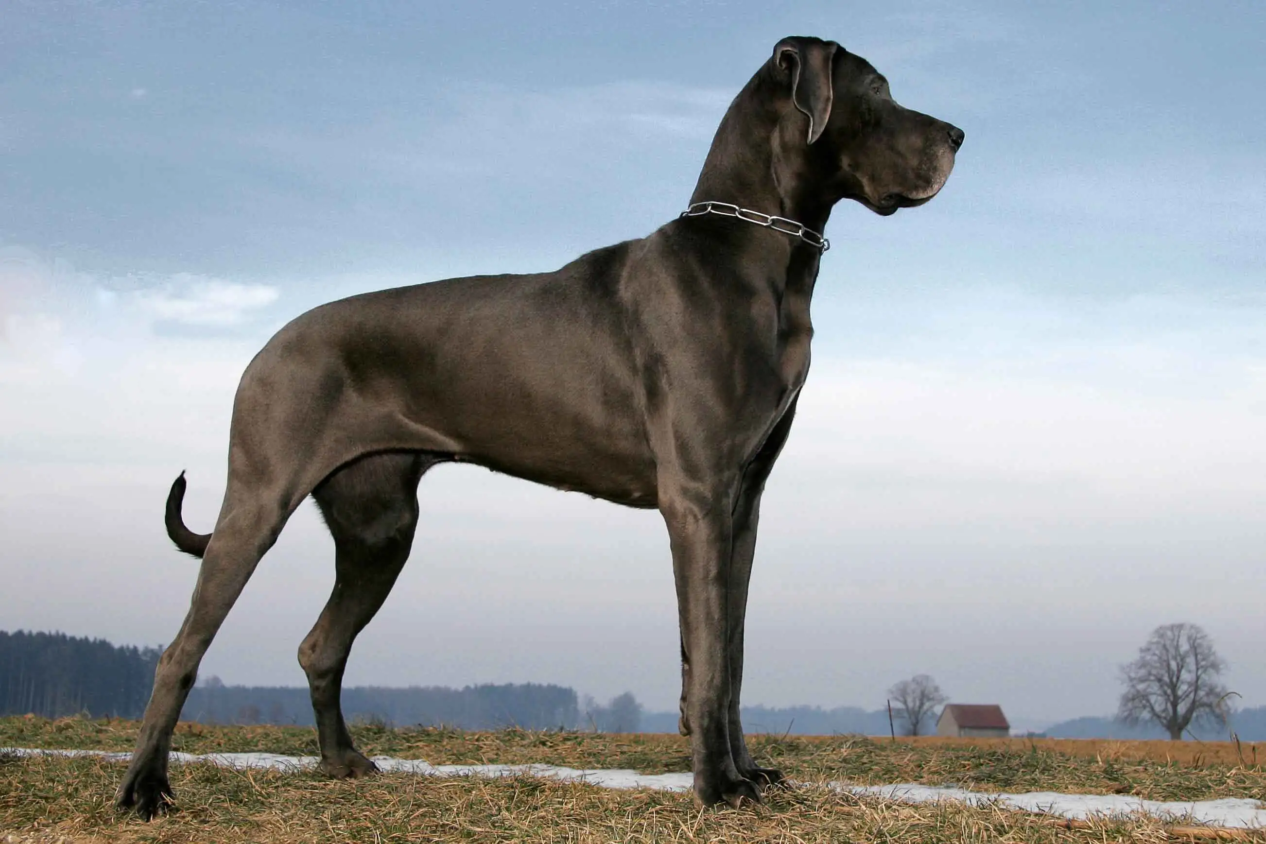 Dane Breed Black Great Dane Names 👚 Discount top 20 great dane names 2025
